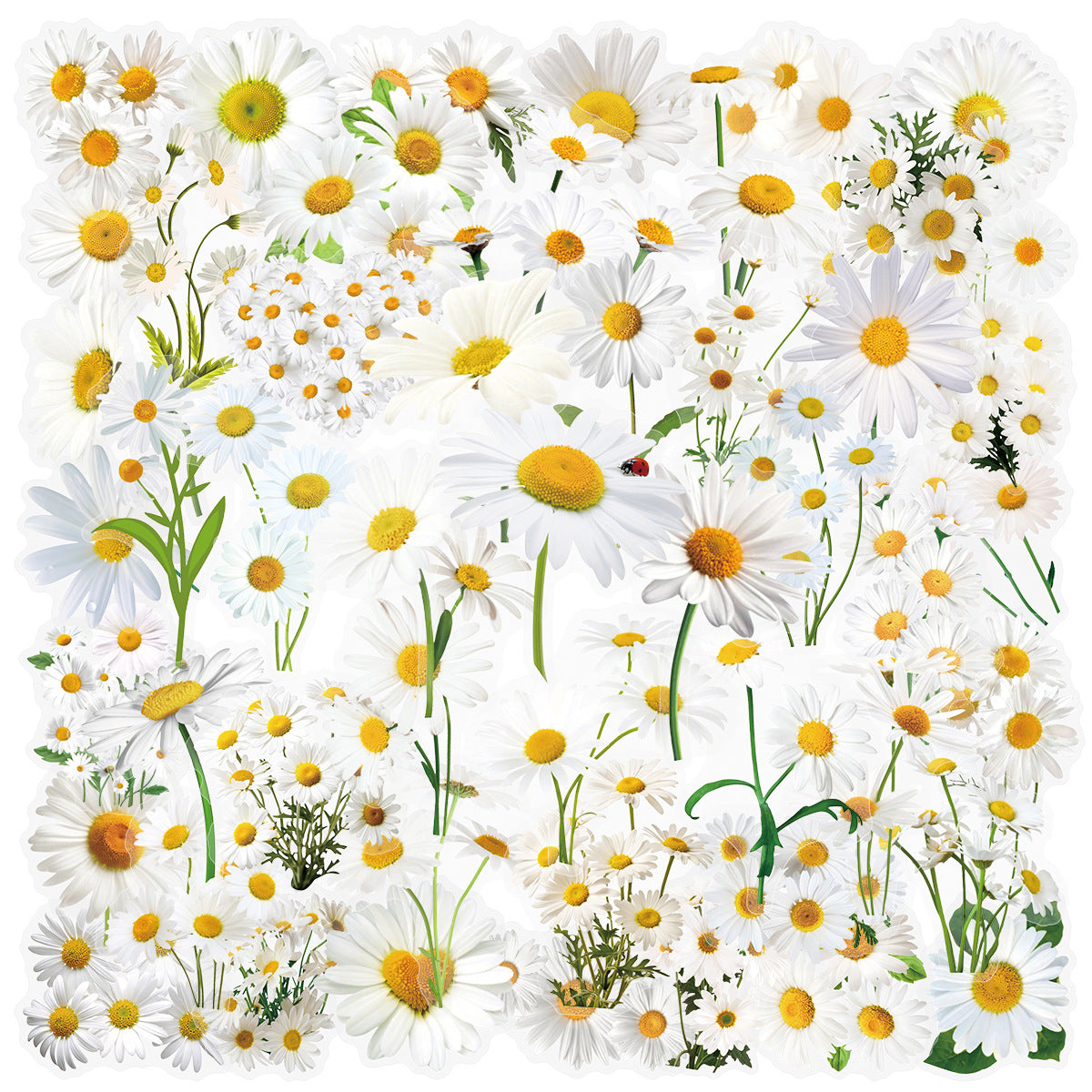 0730 50 Daisy PET sticker – Goodiesforsoul